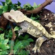 Jungle Designer Leopard gecko for sale designer leopard geckos