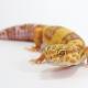Jungle Designer Leopard gecko for sale online baby jungle designer ...