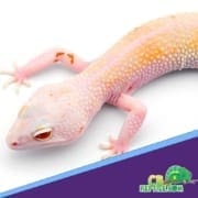 Hypomelanistic Leopard gecko for sale | baby hypo leopard gecko