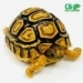 Leopard tortoise diet | leopard tortoise food list | best food leopard ...