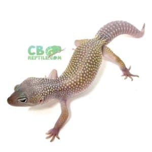 Jungle Designer Leopard gecko for sale designer leopard geckos