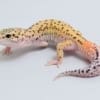 Jungle Designer Leopard gecko for sale designer leopard geckos