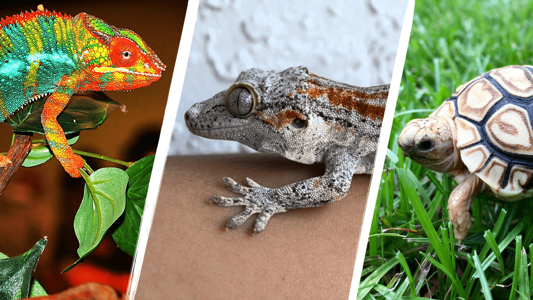 Captive Bred Reptiles for sale online Tortoise for sale Gecko for sale ...