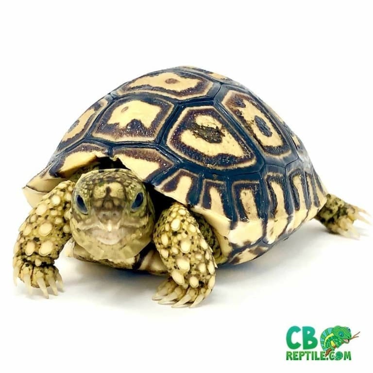 Leopard tortoise for sale | baby leopard tortoises for sale hatchlings