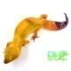 Hypomelanistic Leopard gecko for sale | baby hypo leopard gecko