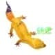 Hypomelanistic Leopard gecko for sale | baby hypo leopard gecko