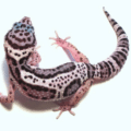 Jungle Designer Leopard gecko for sale designer leopard geckos