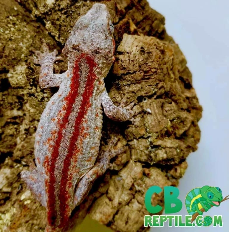 Breeding Gargoyle geckos | how to breed Gargoyle Geckos color morphs