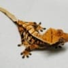 Jungle Designer Leopard gecko for sale designer leopard geckos