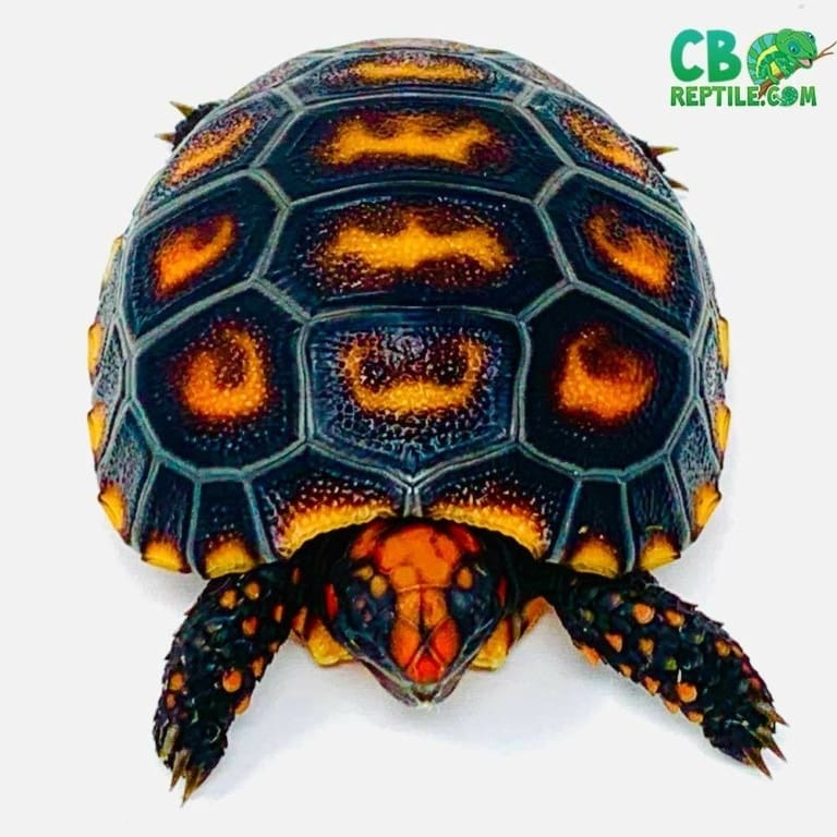 Cherry head tortoise care sheet | cherry head red footed tortoise care