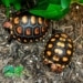 Cherry head tortoise care sheet | cherry head red footed tortoise care