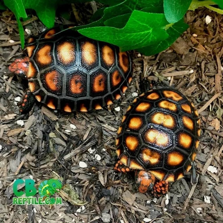 Cherry head tortoise care sheet | cherry head red footed tortoise care