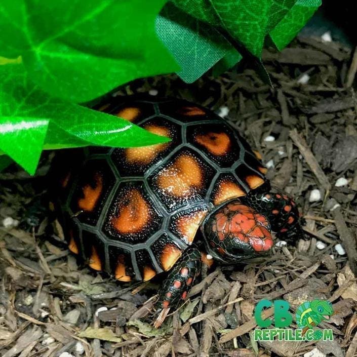 Red footed tortoise diet | red foot tortoise food list and diet guide
