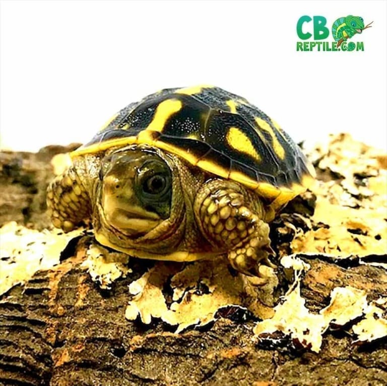 Ornate Box turtle for sale baby ornate box turtles for sale online