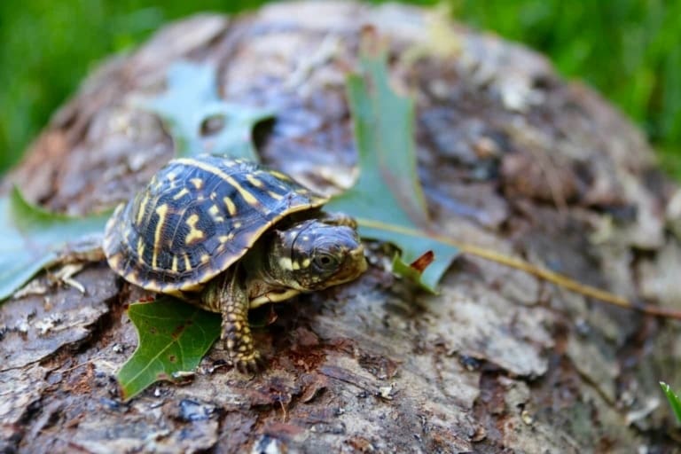 Ornate Box turtle for sale baby ornate box turtles for sale online