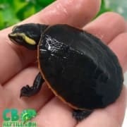 Pink belly side-necked turtles for sale | baby pink belly side neck