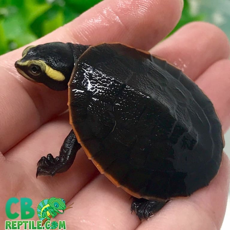 Pink belly side-necked turtles for sale | baby pink belly side neck