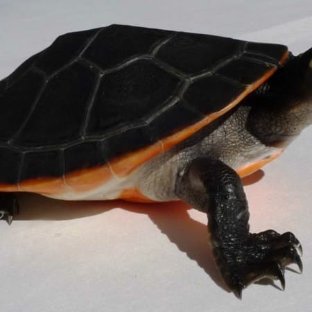 Pink belly side-necked turtles for sale | baby pink belly side neck turtle