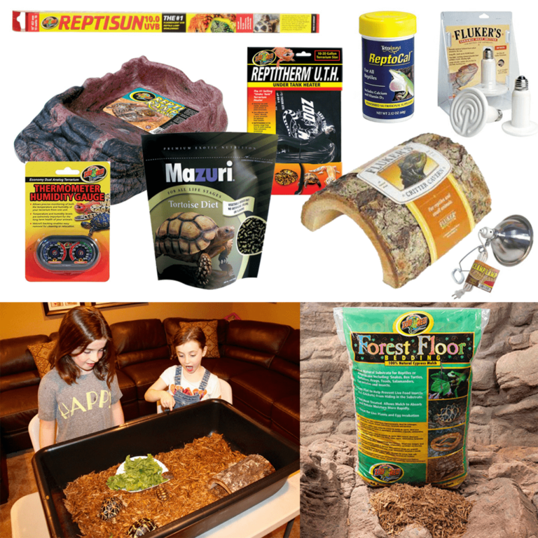 Tortoise Habitat | Turtle Enclosure | Box Turtle Habitat | Tortoise ...