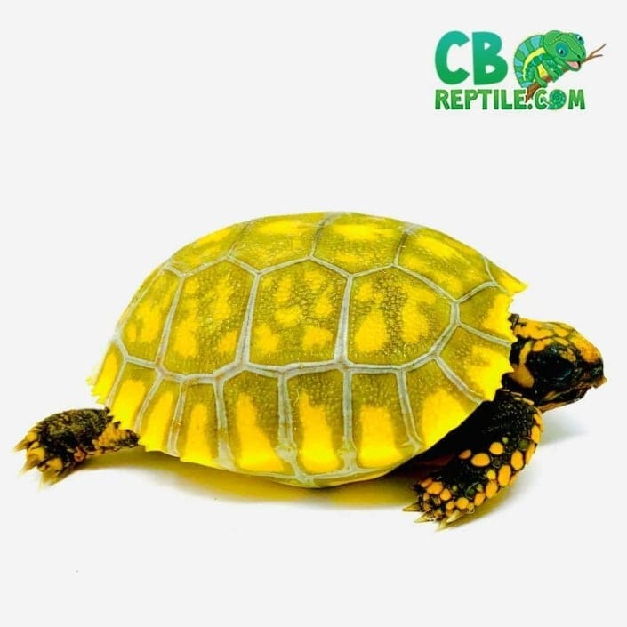 Cherry head tortoise care sheet | cherry head red footed tortoise care