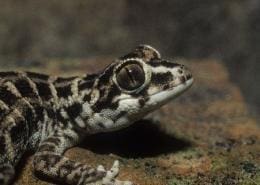 Viper gecko for sale | baby Viper Geckos care guide