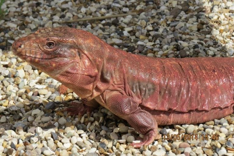 Red Tegu for sale online baby red tegus for sale near me red tegu breeder