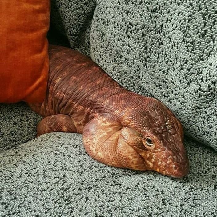 Red Tegu for sale online baby red tegus for sale near me red tegu breeder