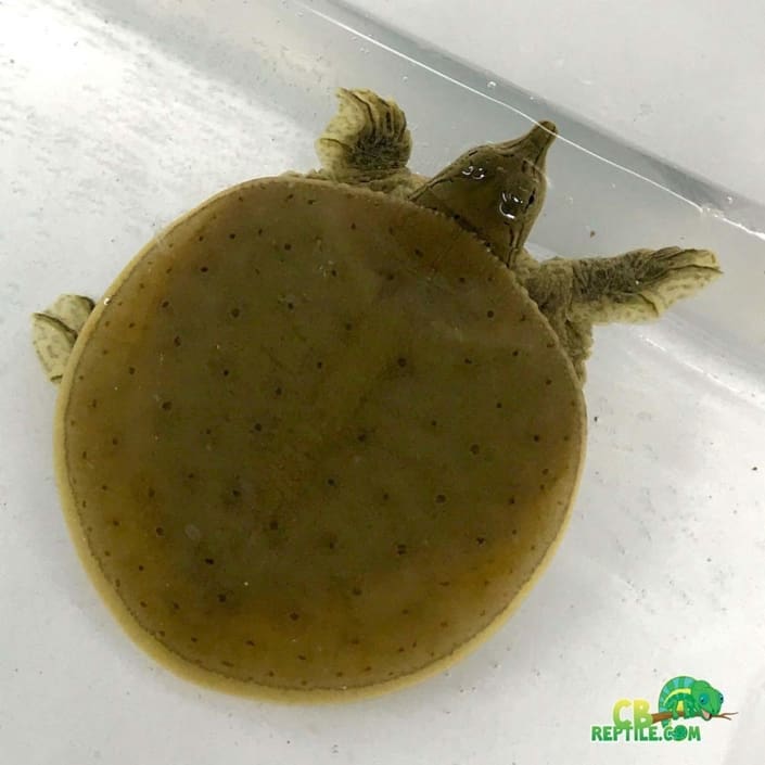Spiny Softshell turtle - CB Reptile | Geckos for sale | Chameleons for ...