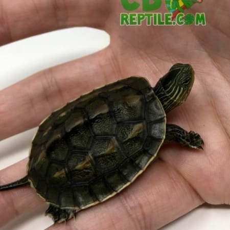 Chinese Golden Thread Turtles for sale online best turtle breeders.