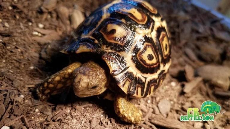 Giant South African leopard tortoise hybrid for sale leopard tortoises
