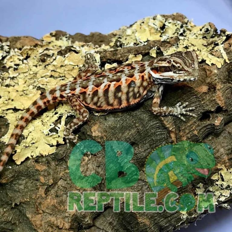 leatherback bearded dragons for sale leather back bearded dragon
