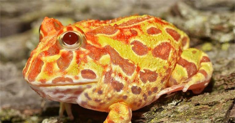 Pacman frogs for sale online | baby pacman frog for sale near me