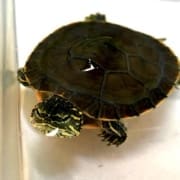 Turtles for sale near me baby aquatic water turtles for sale online