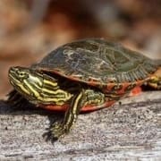 Western Painted turtle for sale buy baby western painted turtles hatchlings