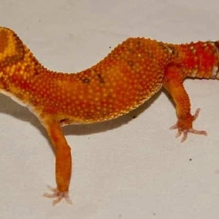 Firewater leopard gecko for sale online | fire water leopard gecko