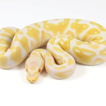 Banana pinstripe ball python for sale online baby banana pinstripe ball ...