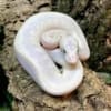 blue eyed leucistic ball python for sale | blue eye lucy ball python ...
