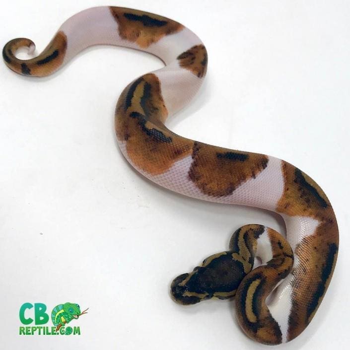 Pied ball python for sale online baby piebald ball pythons near me