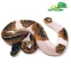 Ball Pythons Months Ball Python Breeder baby ball python for sale ...