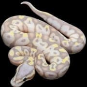 Best Ball python breeders near me | baby ball pythons for sale