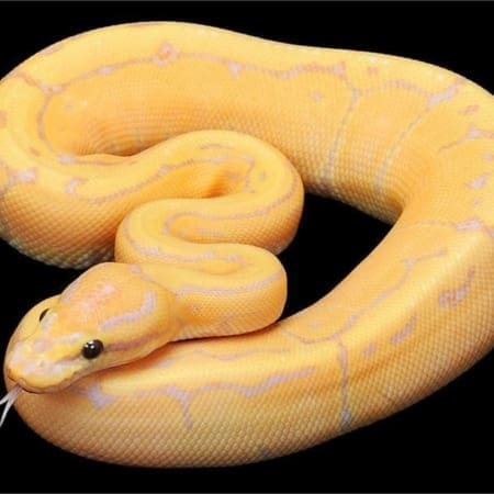 Blue eyed leucistic ball python for sale online babyblue eye leucistic ...
