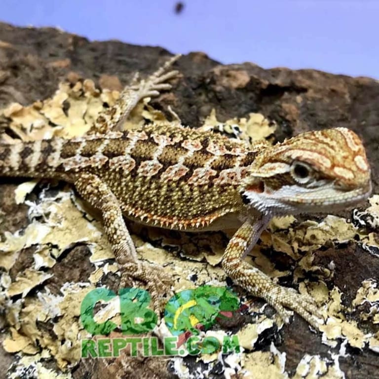 Zero bearded dragons for sale | baby Zero bearded dragon sale