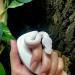 blue eyed leucistic ball python for sale | blue eye lucy ball for sale