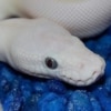 blue eyed leucistic ball python for sale | blue eye lucy ball pythons ...