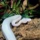 blue eyed leucistic ball python for sale | blue eye lucy ball for sale
