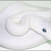 blue eyed leucistic ball python for sale | blue eye lucy ball for sale