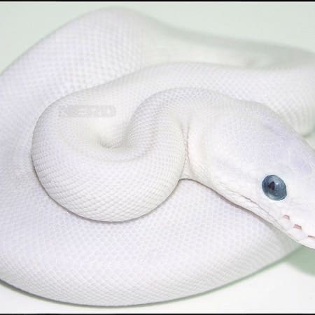 blue eyed leucistic ball python for sale | blue eye lucy ball for sale