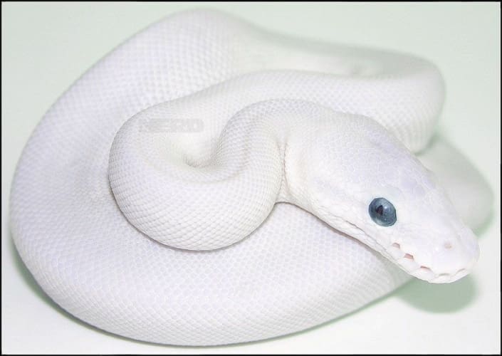 blue eyed leucistic ball python for sale | blue eye lucy ball for sale