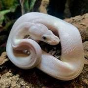 blue eyed leucistic ball python for sale | blue eye lucy ball for sale