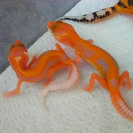 Firewater leopard gecko for sale online | fire water leopard gecko